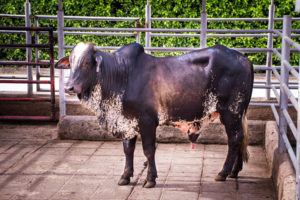 Bienestar Animal | Frigosinu SA